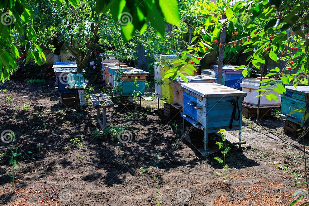 Apiary with Bees. Background with Selective Focus and Copy Space Stock ...
