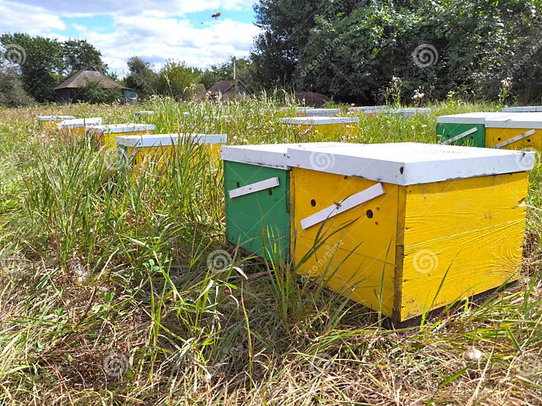 Apiary with Bees Hive Honey Extraction Stock Image - Image of ...