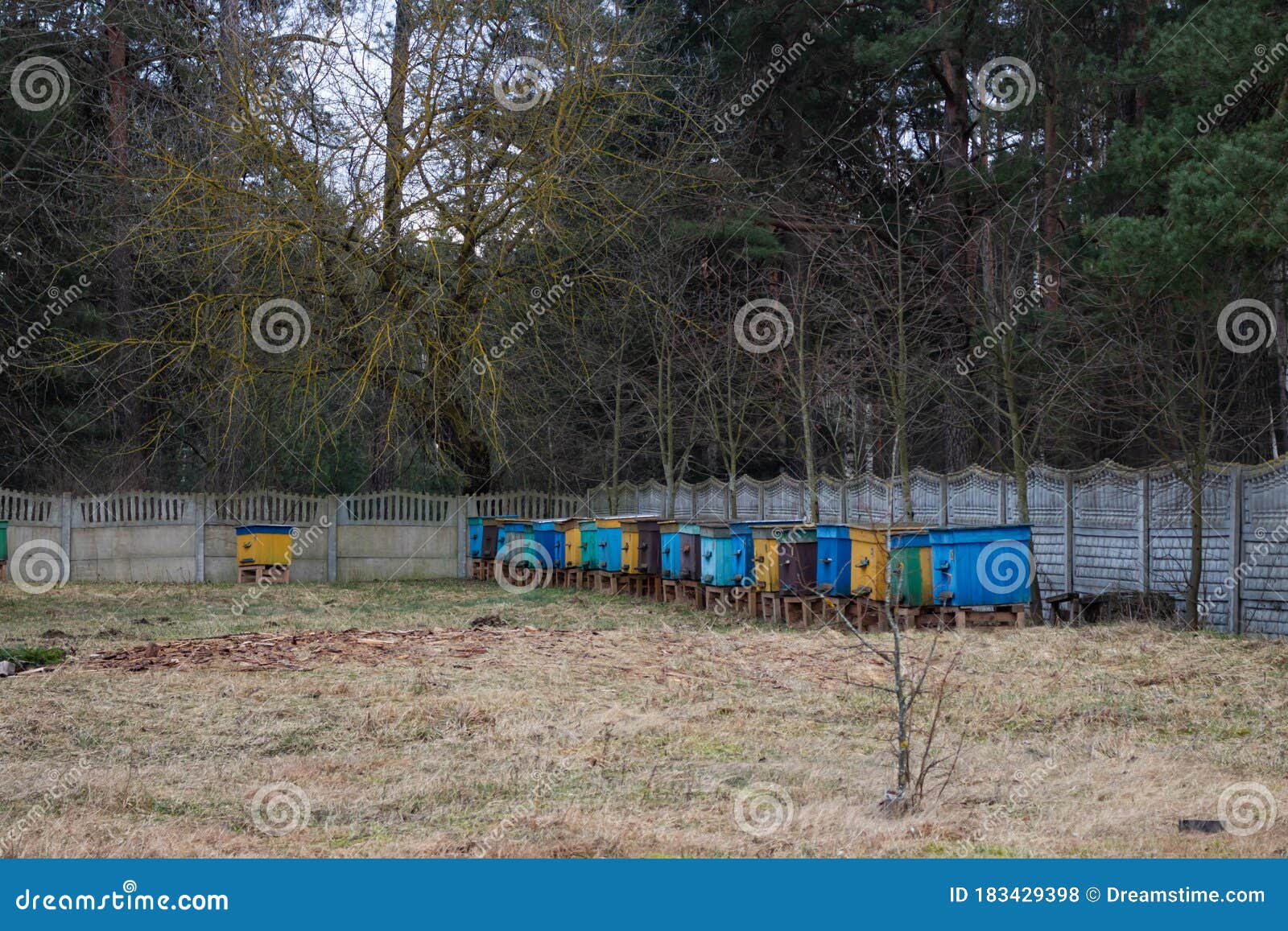 Apiary of Bees in the Village Stock Photo - Image of green, tree: 183429398