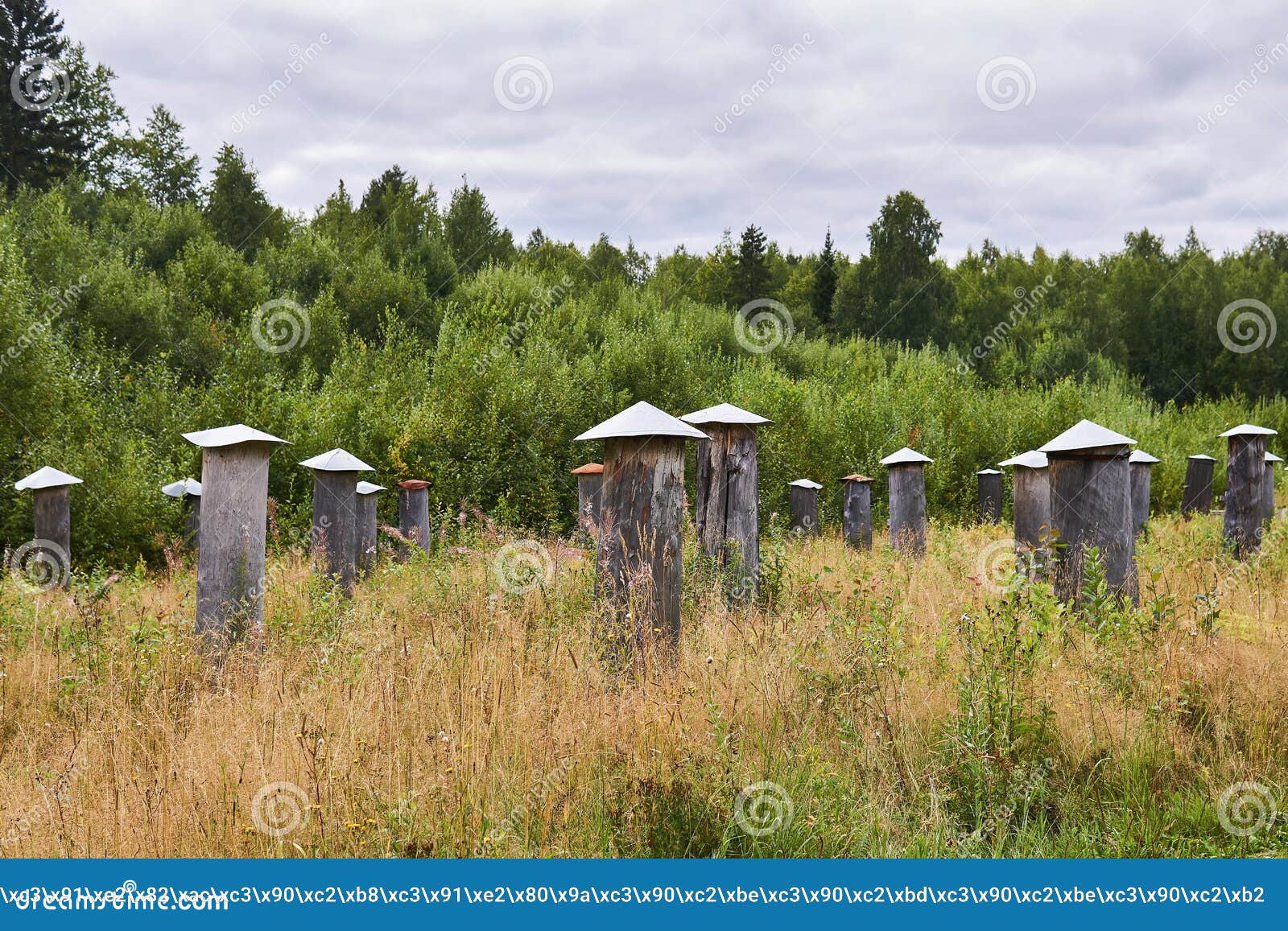 Apiary for Breeding and Selection Work with Traditional Hives - Bee ...