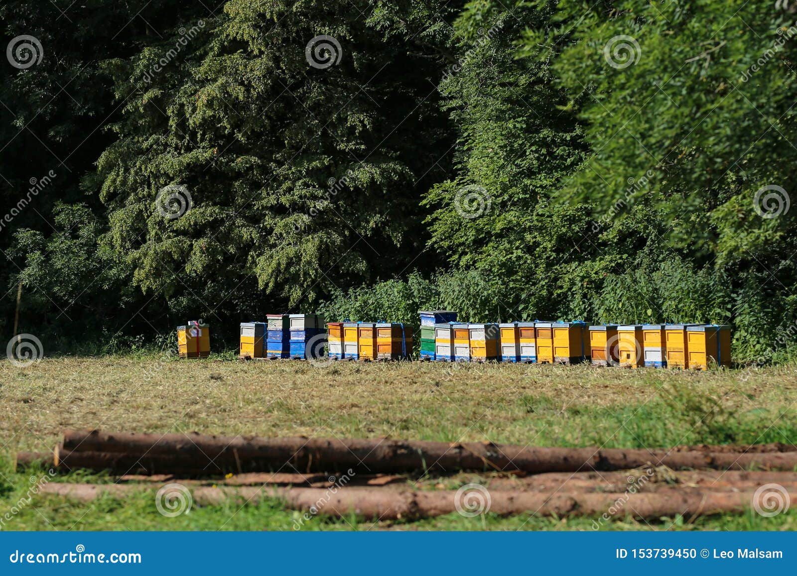 Apiary with Colorful Beehives on the Edge of the Forest Stock Photo ...