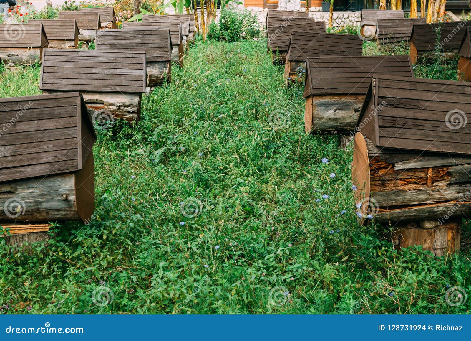 Apiary Consisting of Artificial Hives. Lined Up One after Another among ...