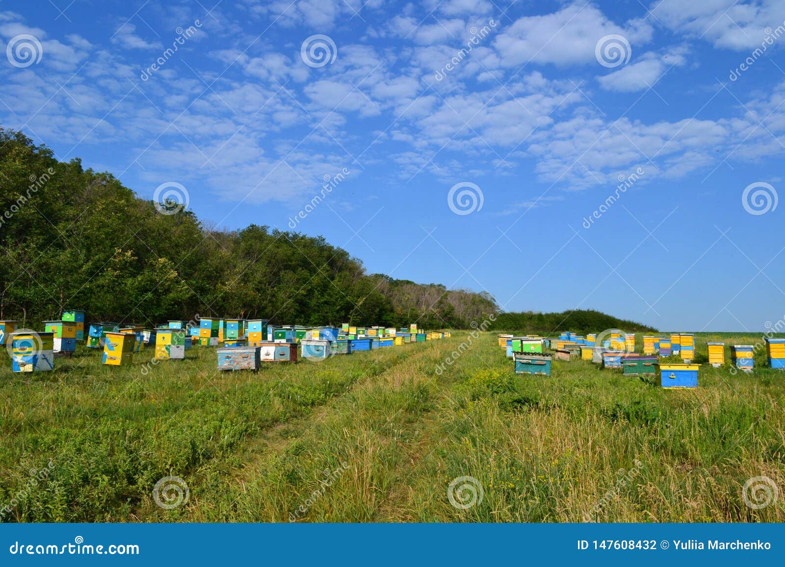 Apiary in the field stock photo. Image of blue, hives - 147608432