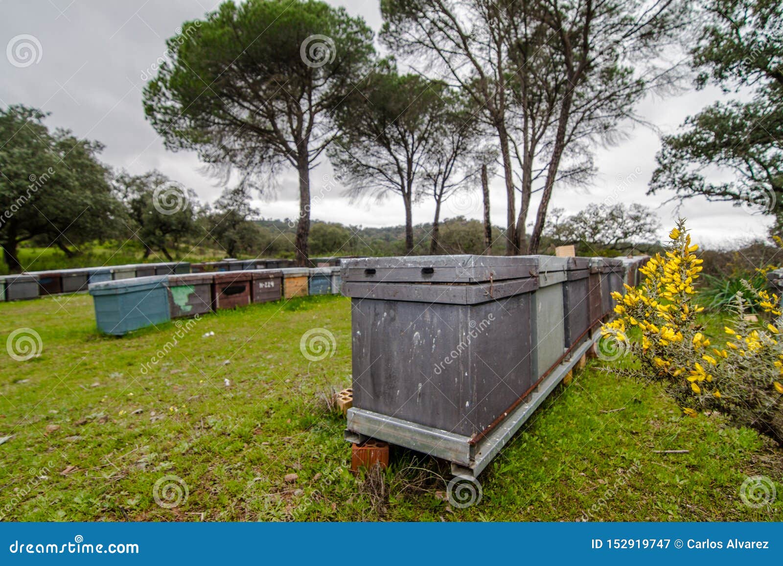 Apiary in the Field with Grass and Pine Trees Stock Image - Image of ...