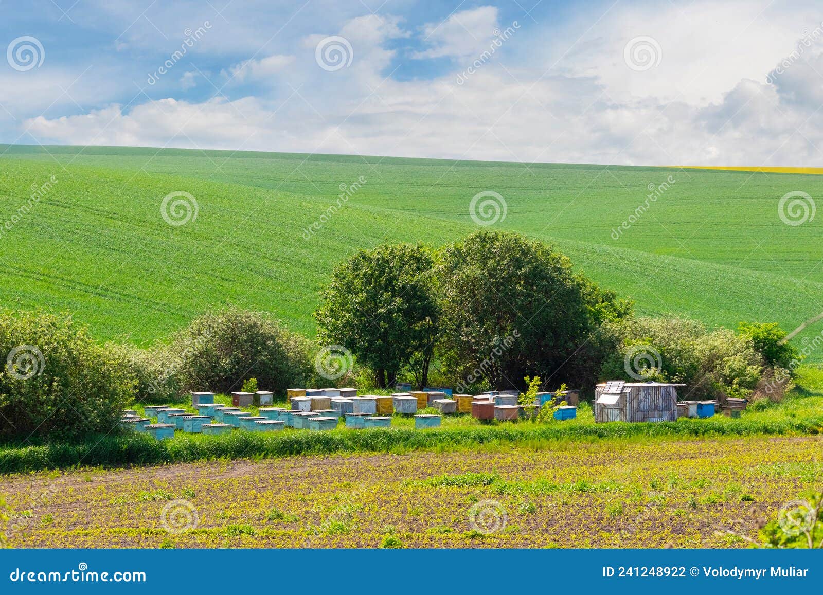 Field Of Lots Stinging Nettles Urtica With Fresh Green Leaves Stock ...