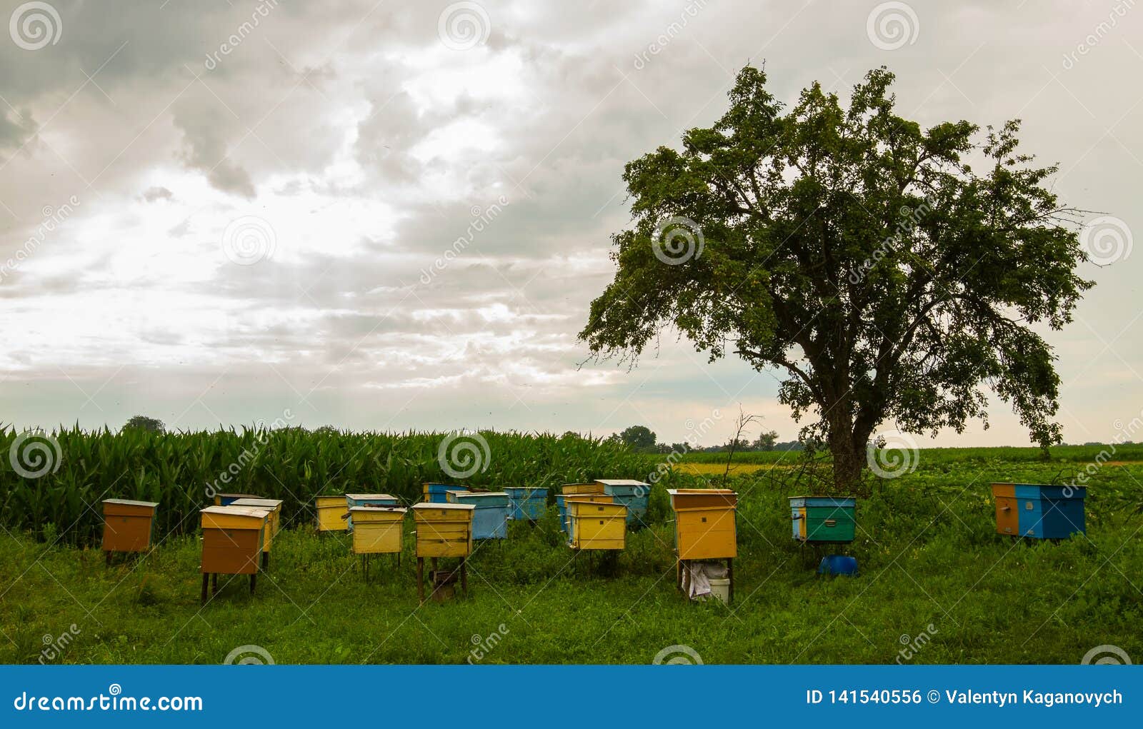 The beehive landscape stock photo. Image of insects - 141540556