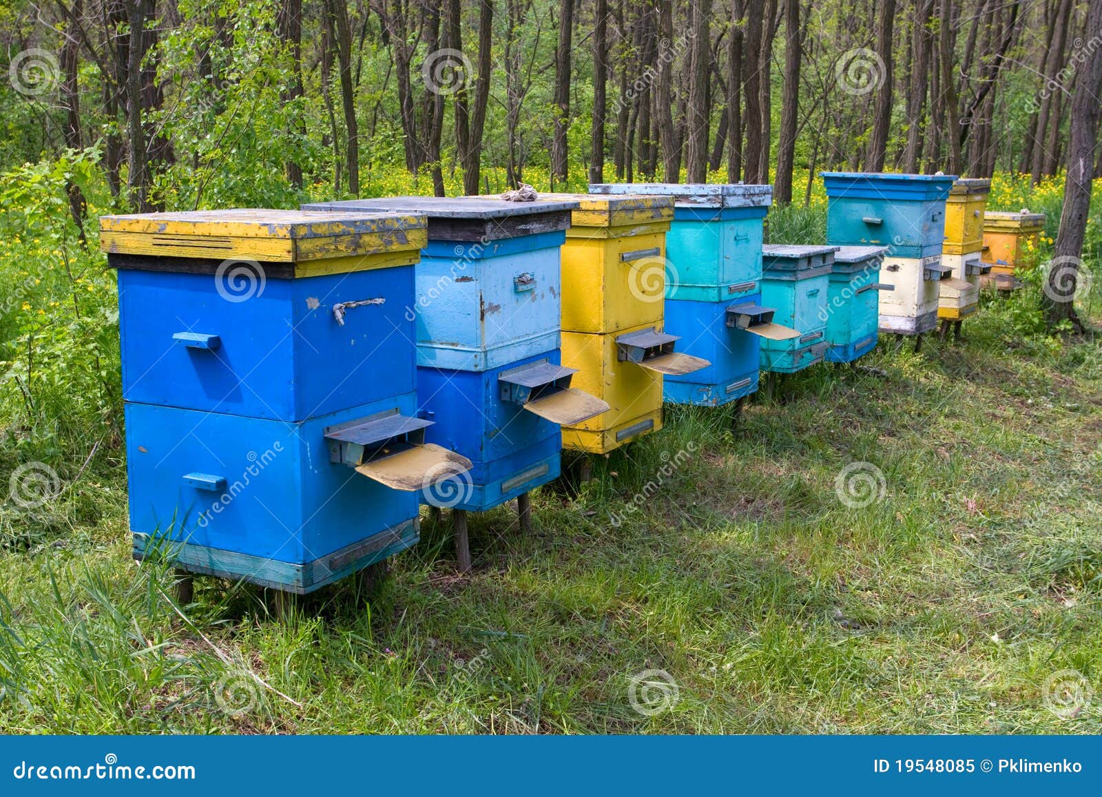 Apiary in forest stock image. Image of honeybee, green - 19548085