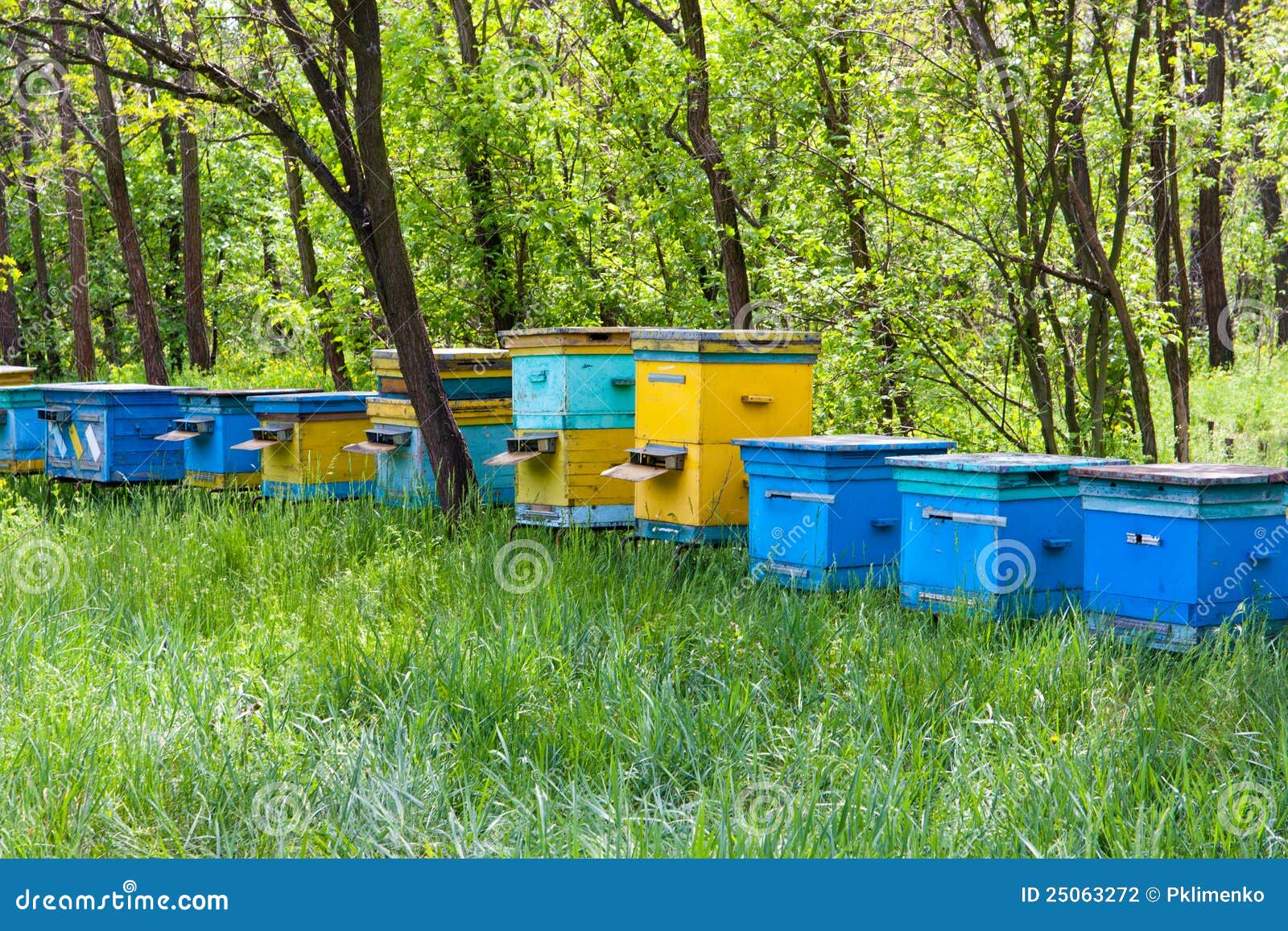 Apiary in forest stock photo. Image of nectar, color - 25063272