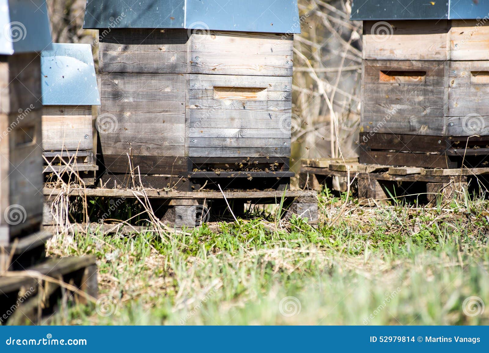 Apiary in forest stock photo. Image of nectar, honeycomb - 52979814