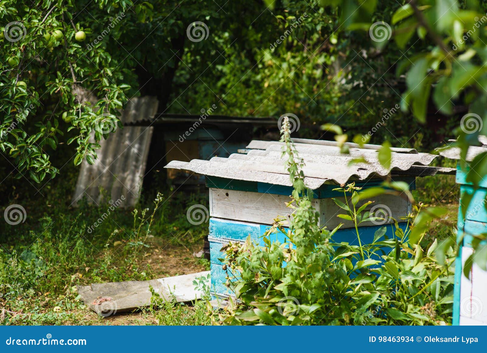 An apiary in the garden. stock photo. Image of approach - 98463934