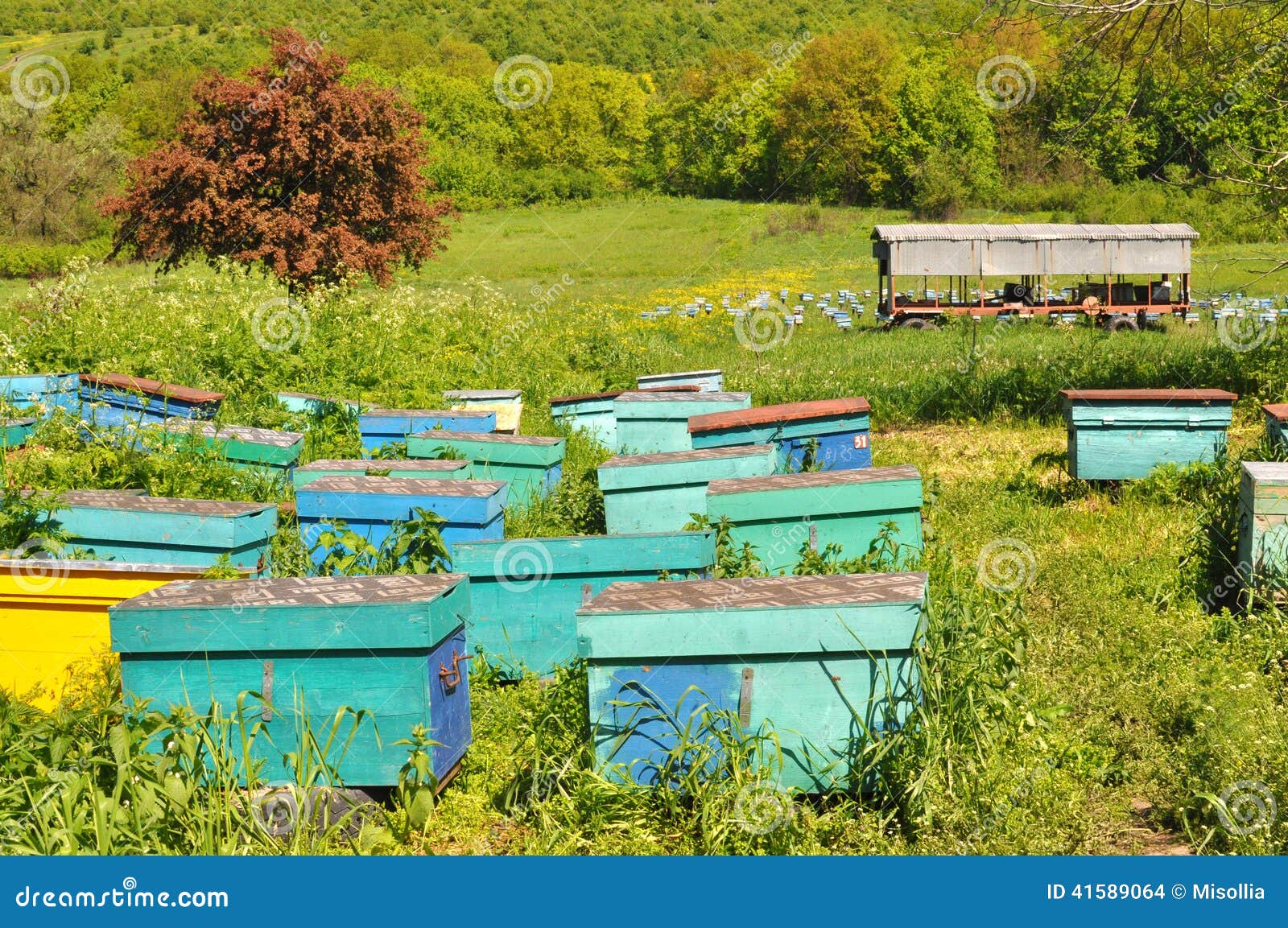 Apiary stock photo. Image of farm, honey, grass, business - 41589064