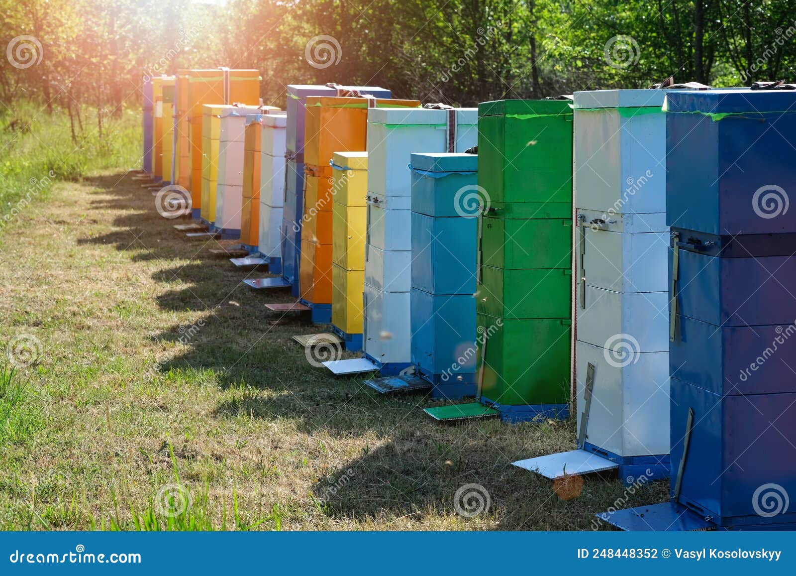 Apiary. Hives of Different Size and Color Stand in the Apiary ...