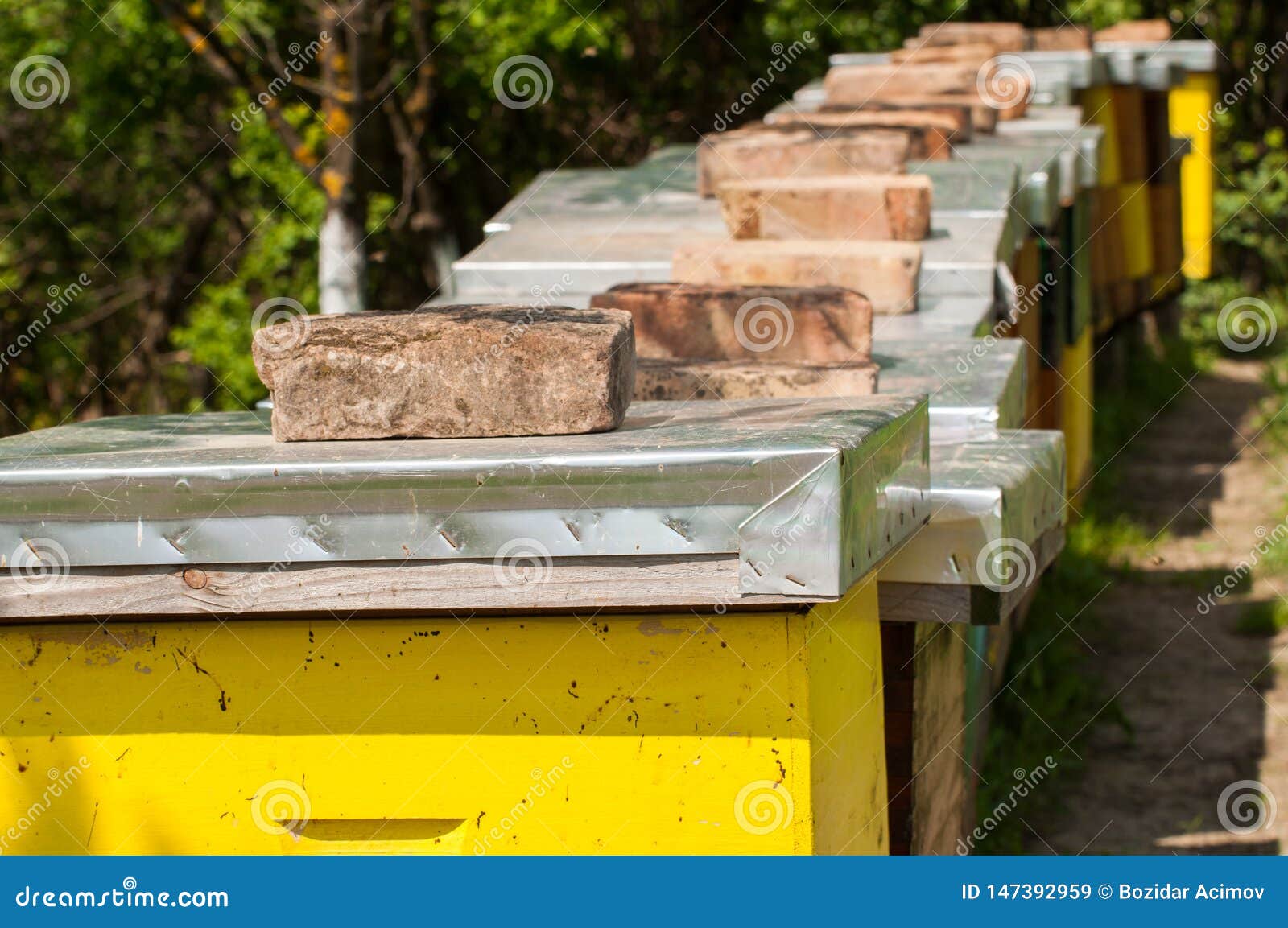 Apiary in nature stock image. Image of creation, farm - 147392959