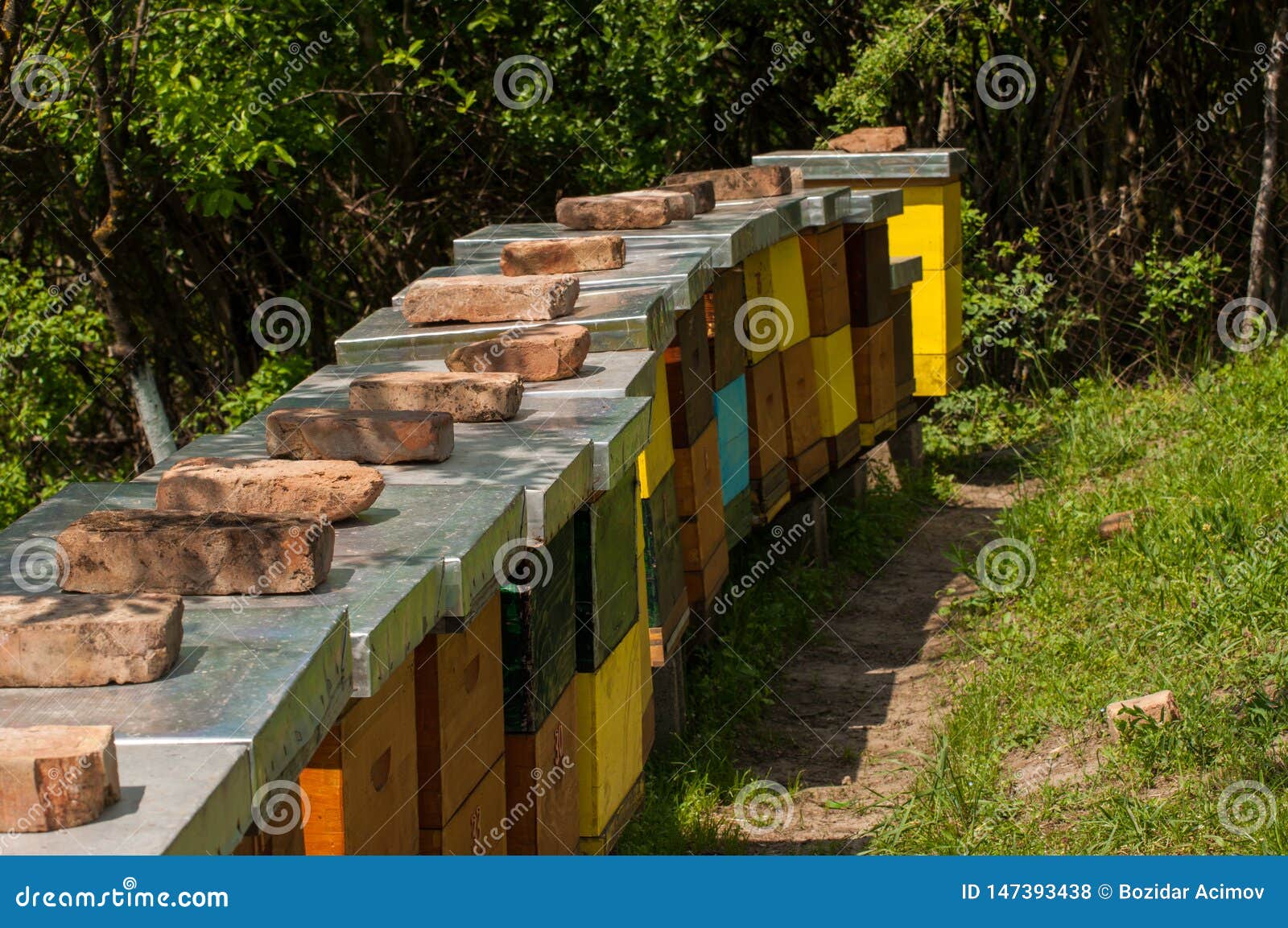 Apiary in nature stock photo. Image of apiary, pollen - 147393438
