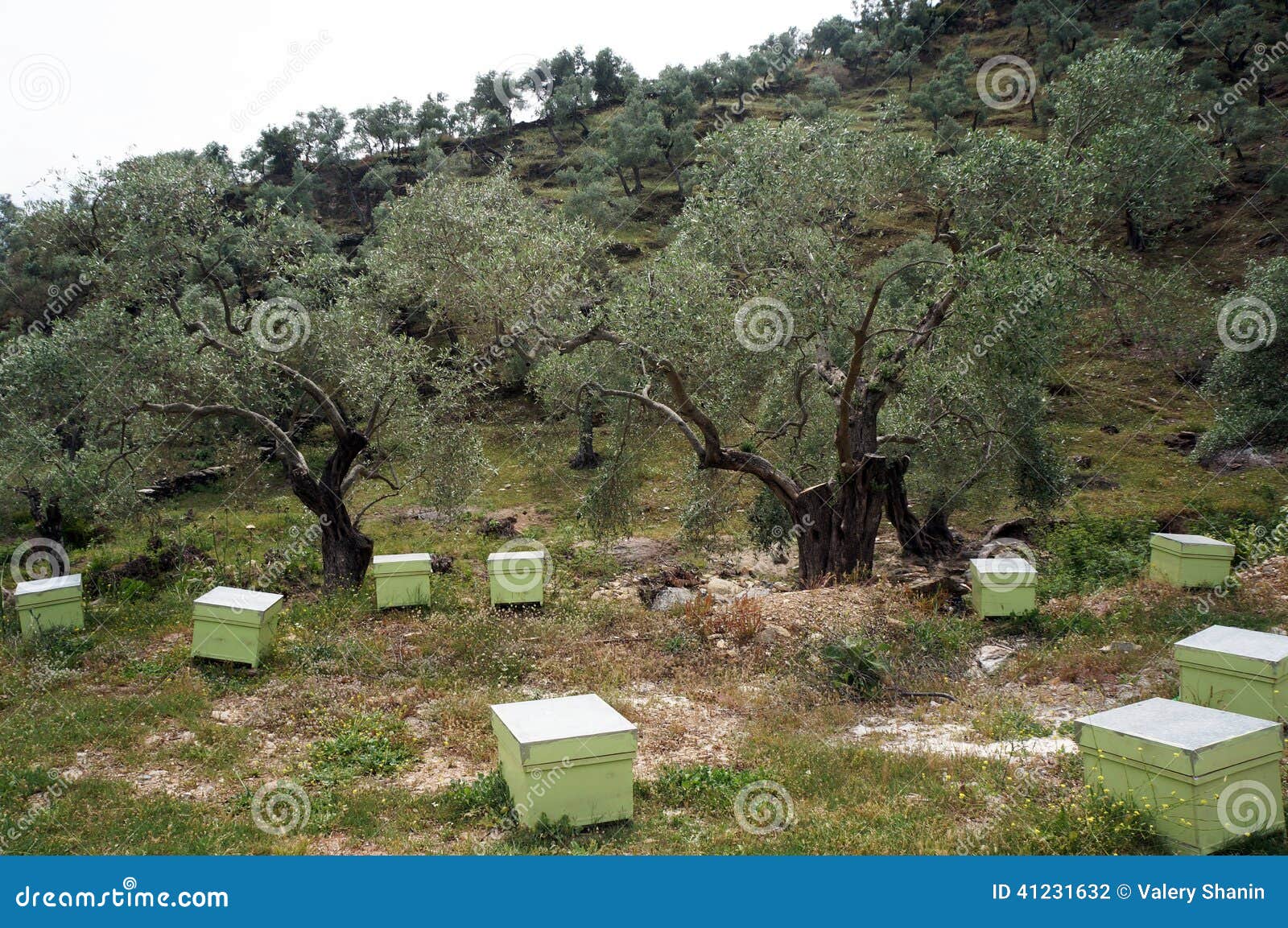 Apiary stock photo. Image of farm, olive, grass, beehives - 41231632