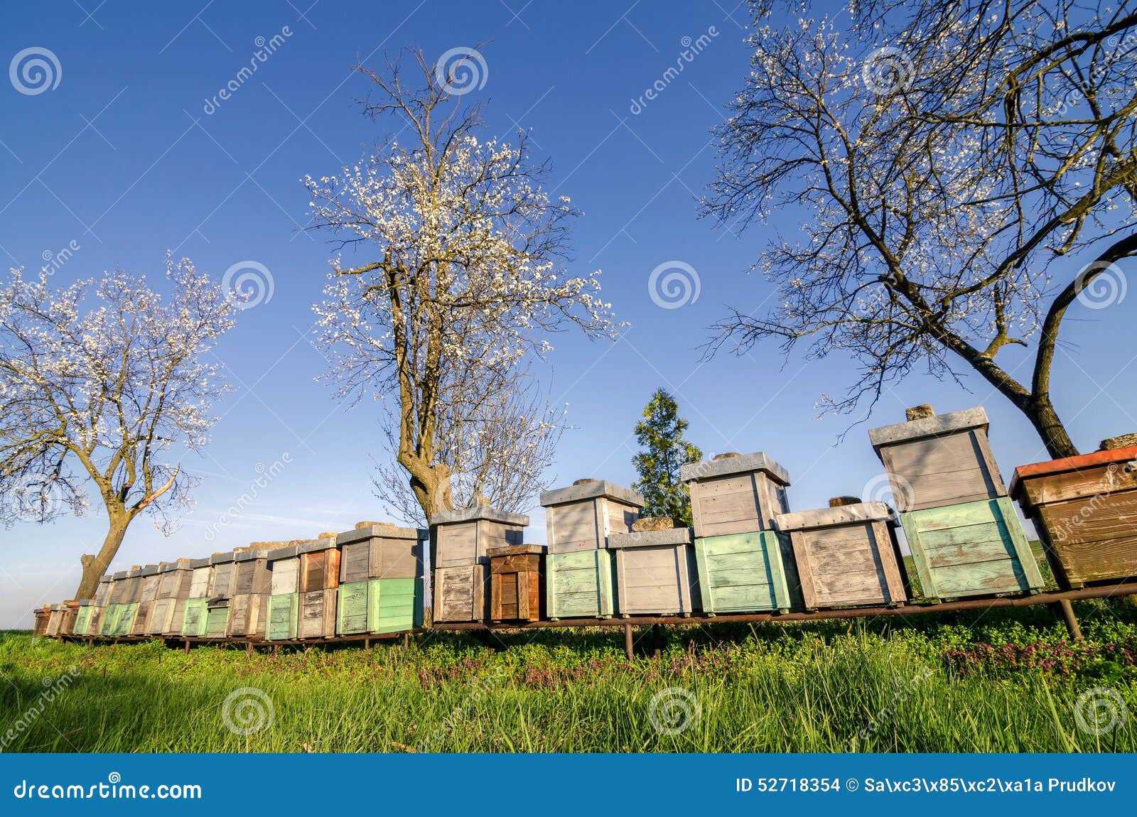 Apiary in Orchard on Sunny Spring Day Stock Photo - Image of orchard ...