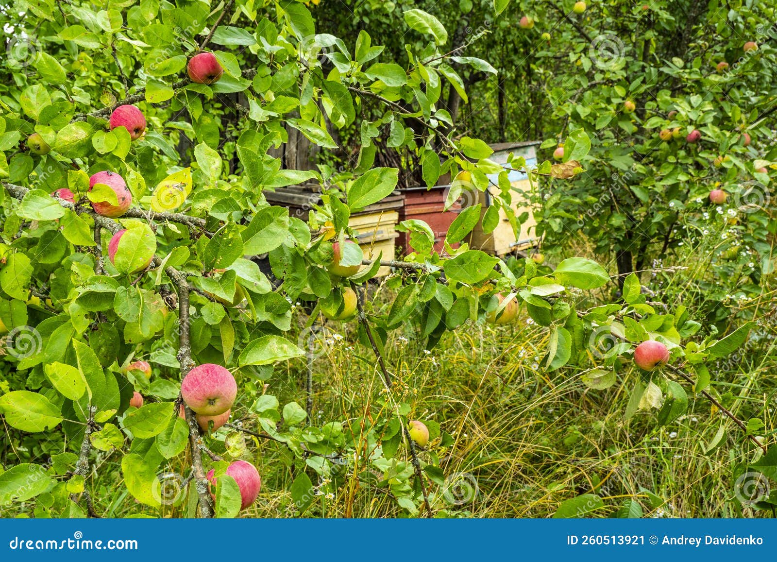 Apiary on a personal plot stock image. Image of nature - 260513921