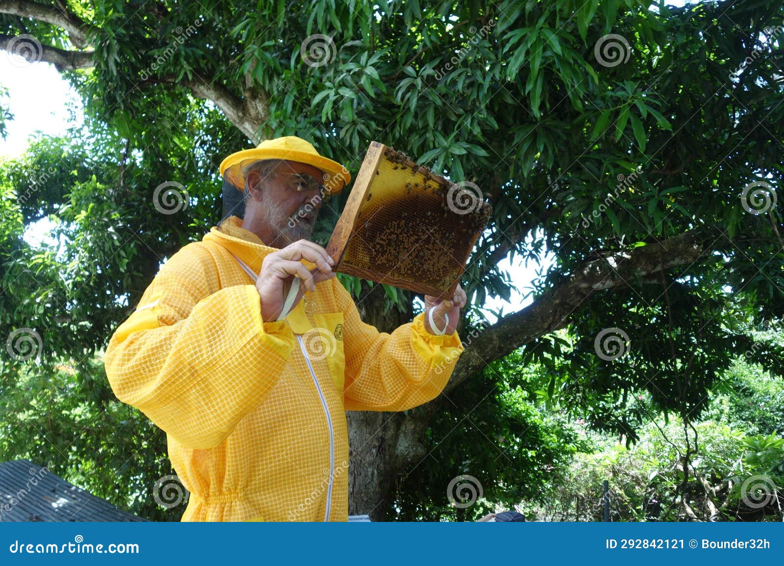 An Apiary in the Southern Caribbean Stock Image - Image of leaves ...