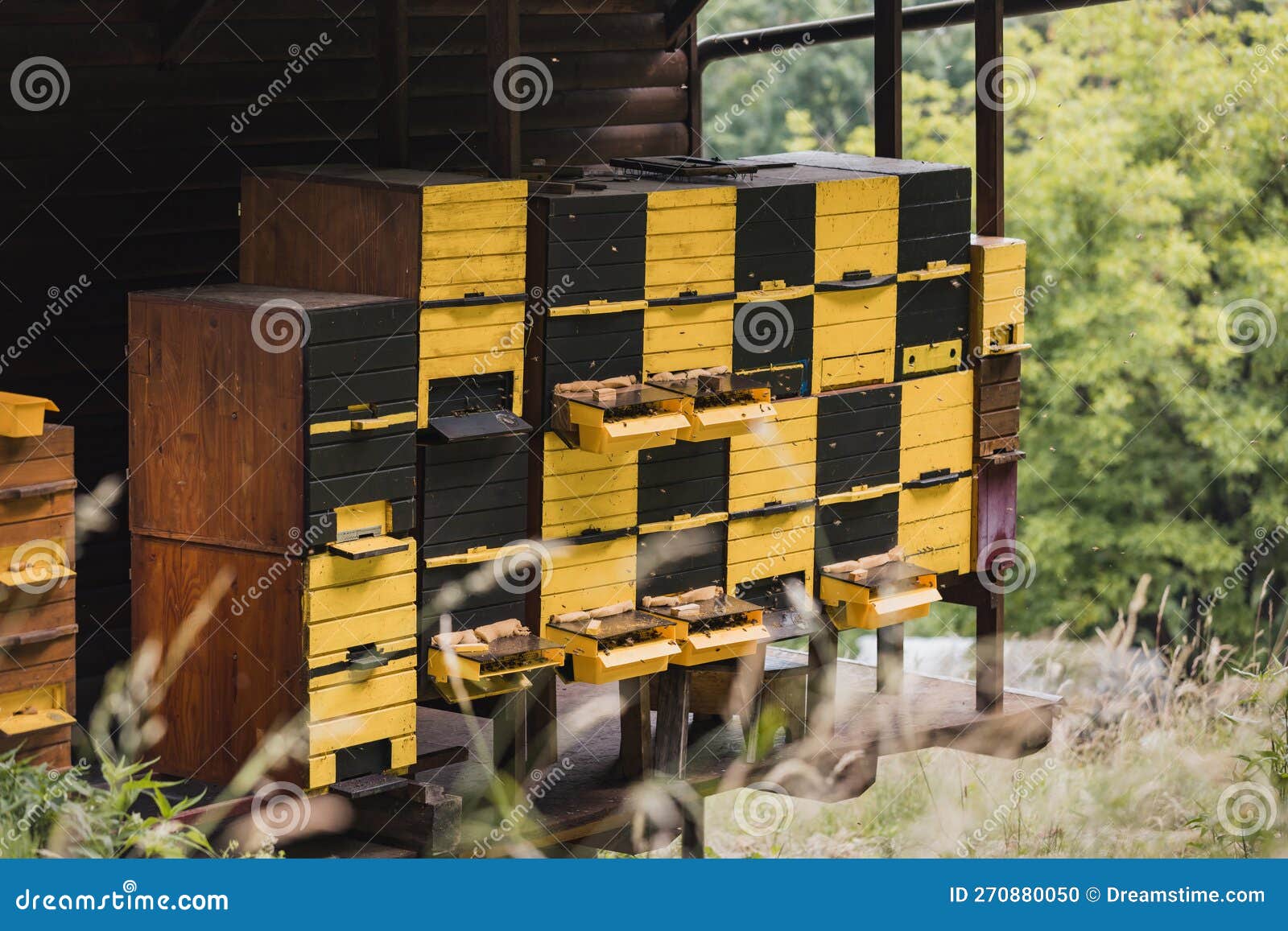 Apiary in the Spring, Bees Flying and Hovering Around the Hive Stock ...