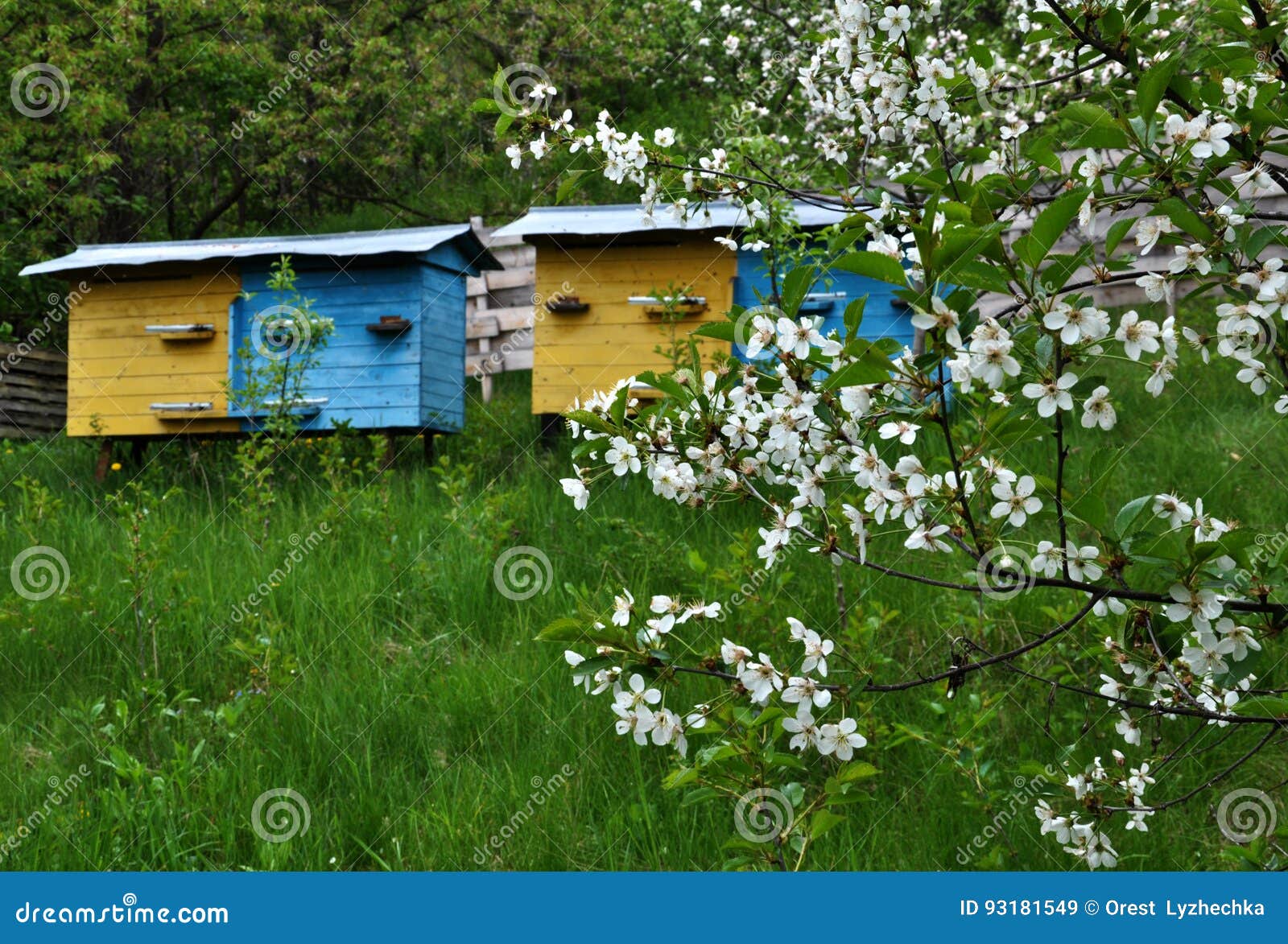Apiary in the Spring Garden_3 Stock Image - Image of drones, fence ...