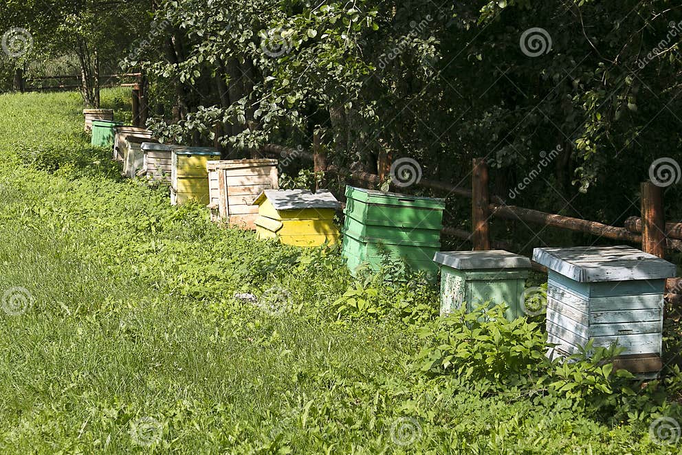 Apiary stock photo. Image of flying, color, frame, garden - 58159580