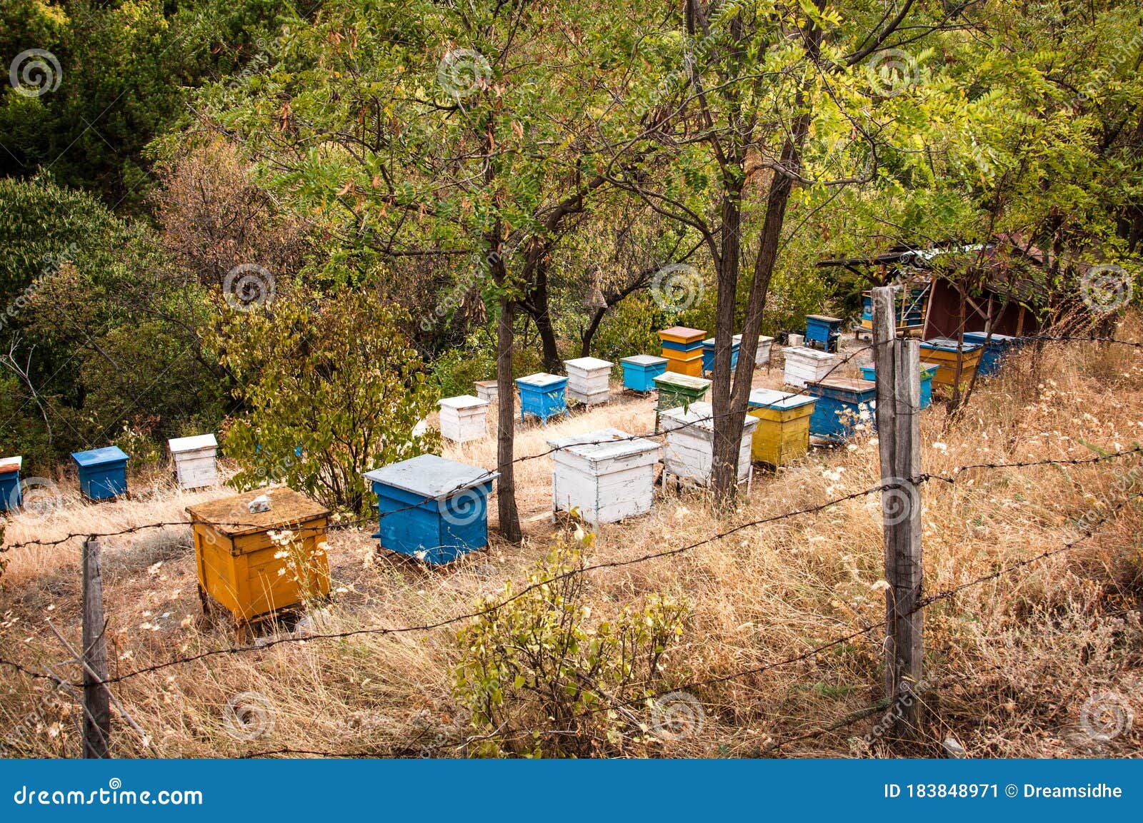Apiary. Wooden Bee Hives in the Forest Stock Image - Image of ...