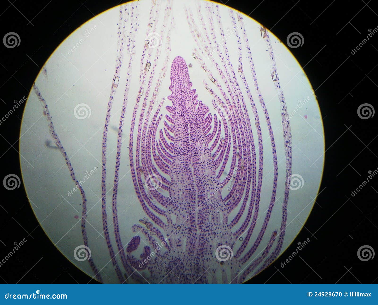 Apicaal Meristeem Van Verticillata Hydrilla Stock Foto - Image of ...