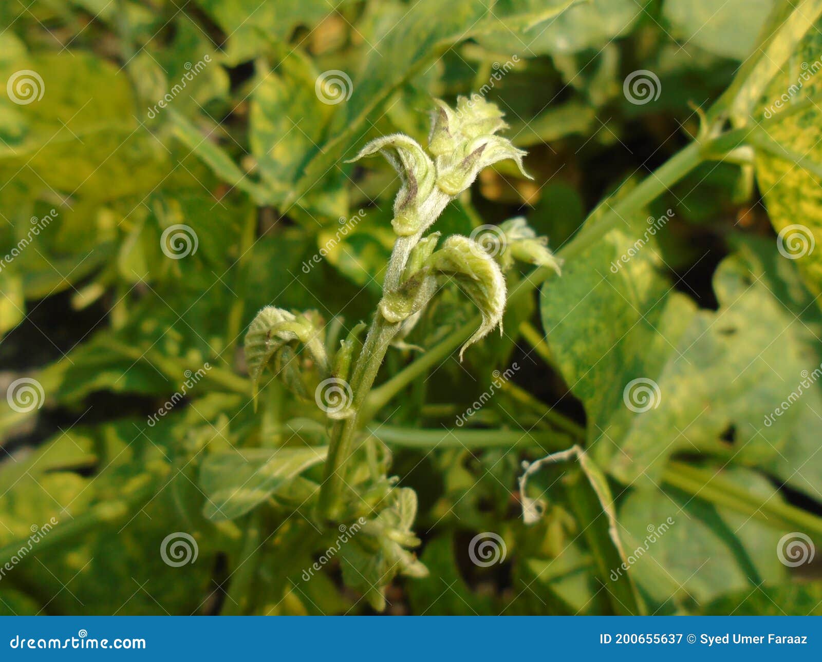 Apical bud of a plant stock image. Image of grass, wildflower - 200655637