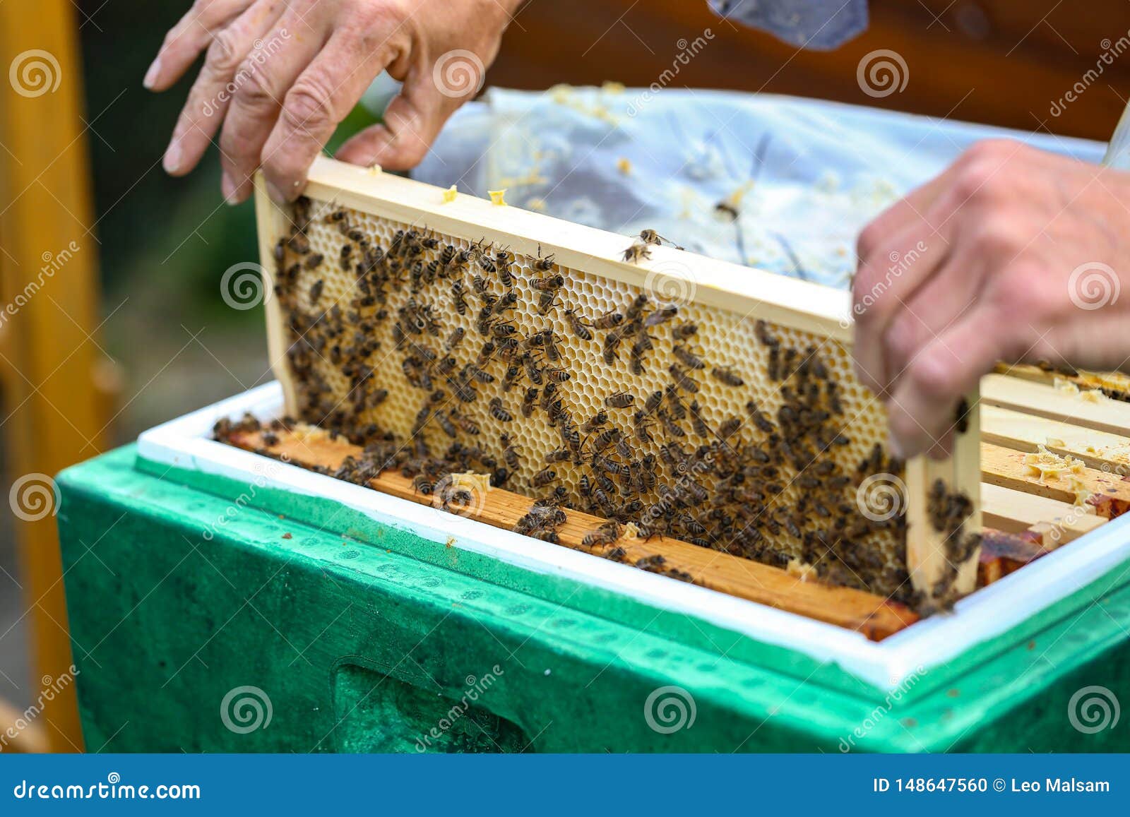 Apicoltore Che Lavora Con Le Api Nell'arnia Fotografia Stock - Immagine ...