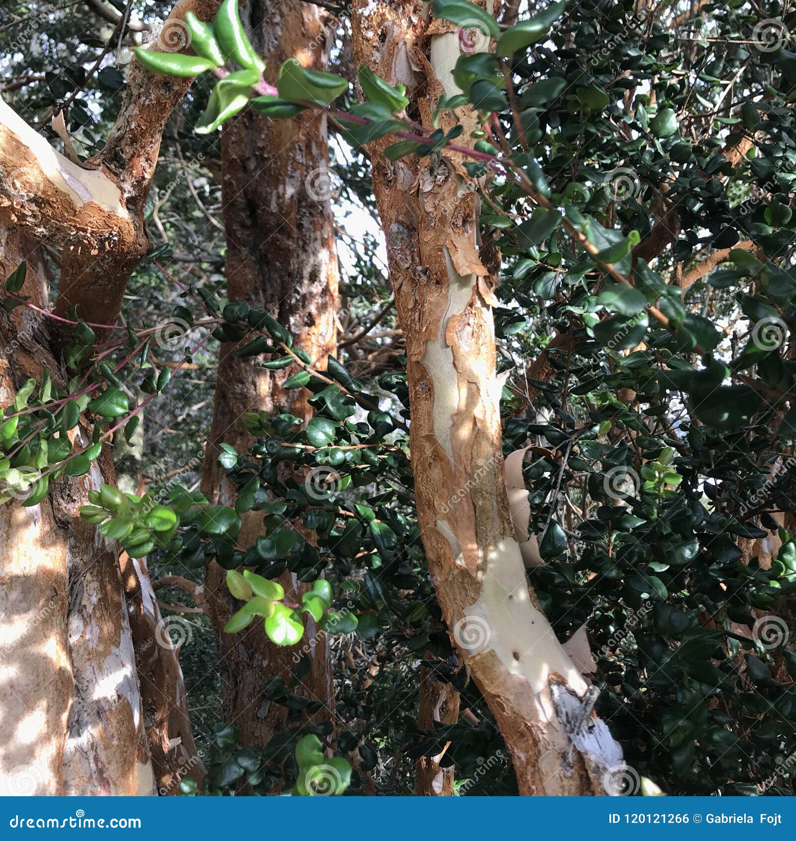 Apiculata De Luma & X28; Myrtle& Chileno X29; Foto de Stock - Imagem de ...