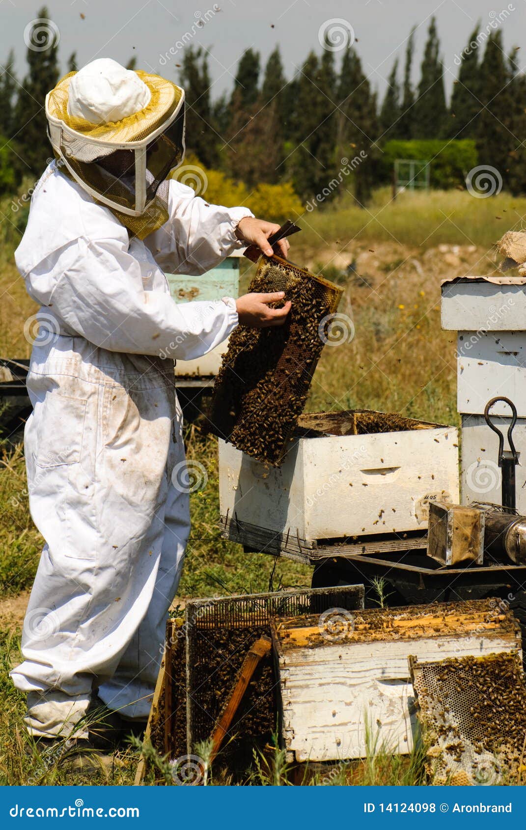 Apicultor foto de stock. Imagem de puro, alveolado, abelha - 14124098