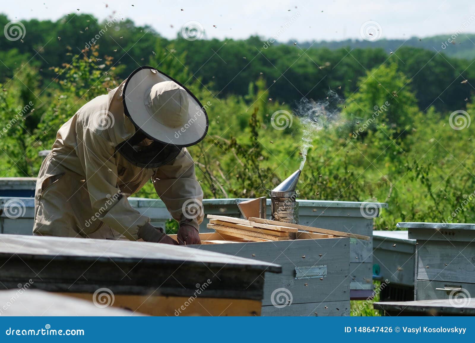 Beekeeper on Apiary. Beekeeper is Working with Bees and Beehives on the ...