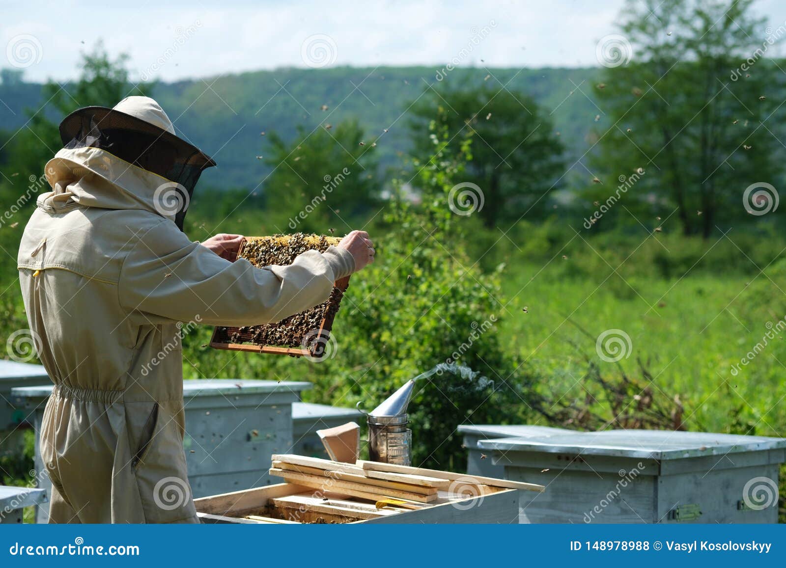 Beekeeper on Apiary. Beekeeper is Working with Bees and Beehives on the ...