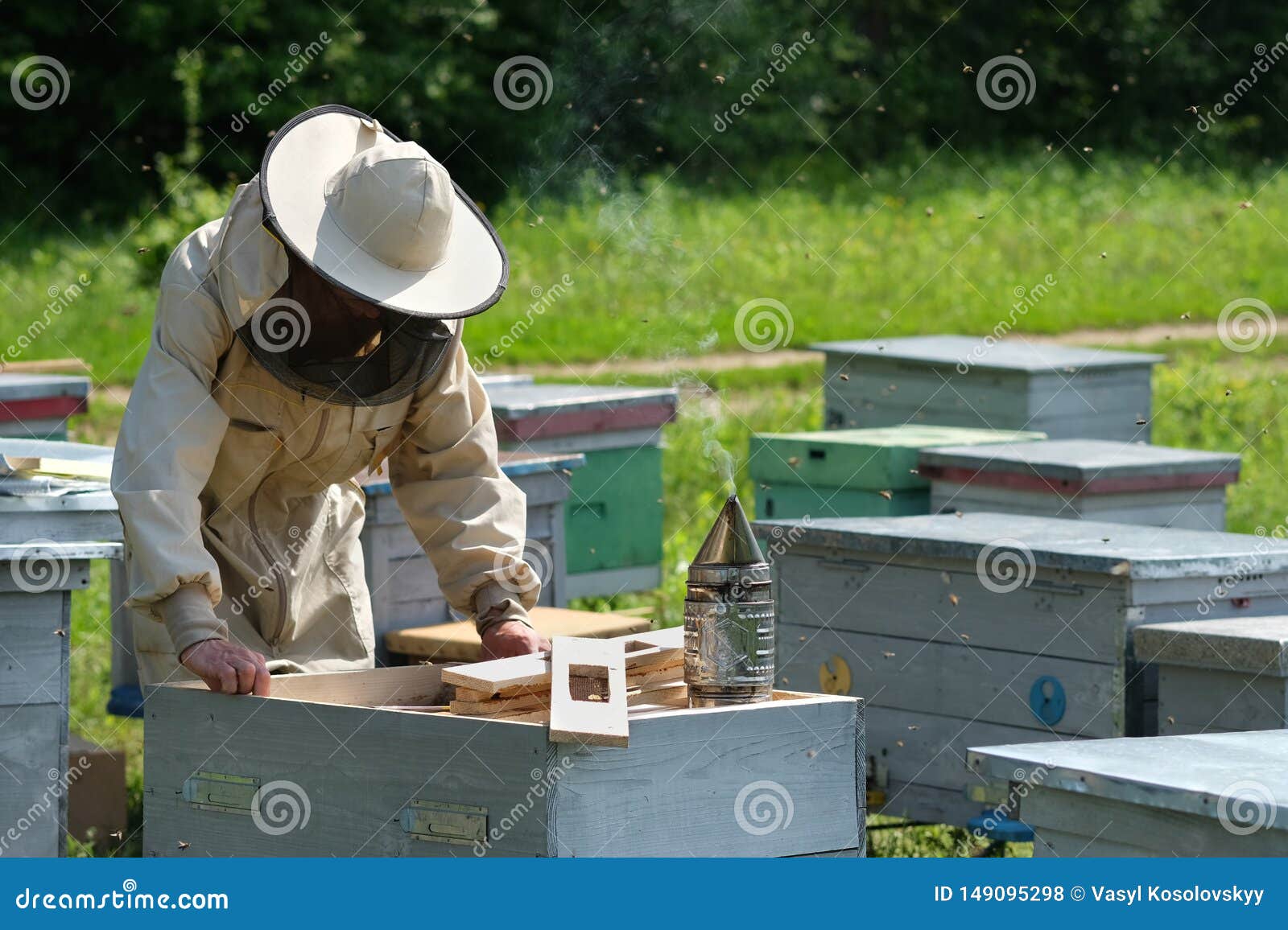Beekeeper on Apiary. Beekeeper is Working with Bees and Beehives on the ...