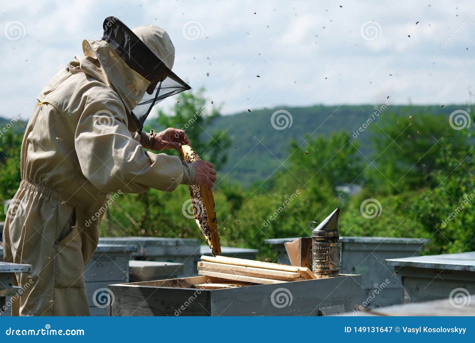 Beekeeper on Apiary. Beekeeper is Working with Bees and Beehives on the ...