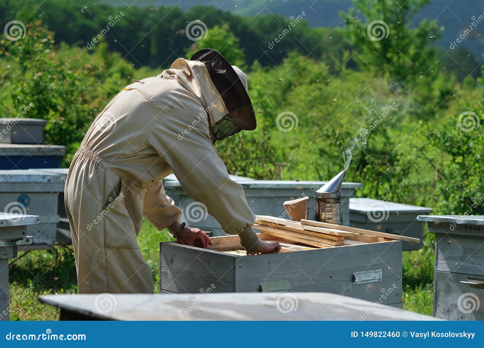 Beekeeper on Apiary. Beekeeper is Working with Bees and Beehives on the ...
