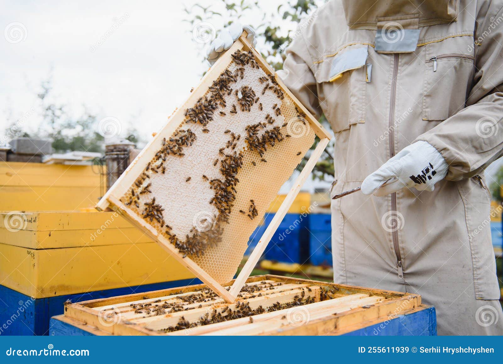 Apicultor No Trabalho Abelhas Em Voo. Imagem de Stock - Imagem de ...
