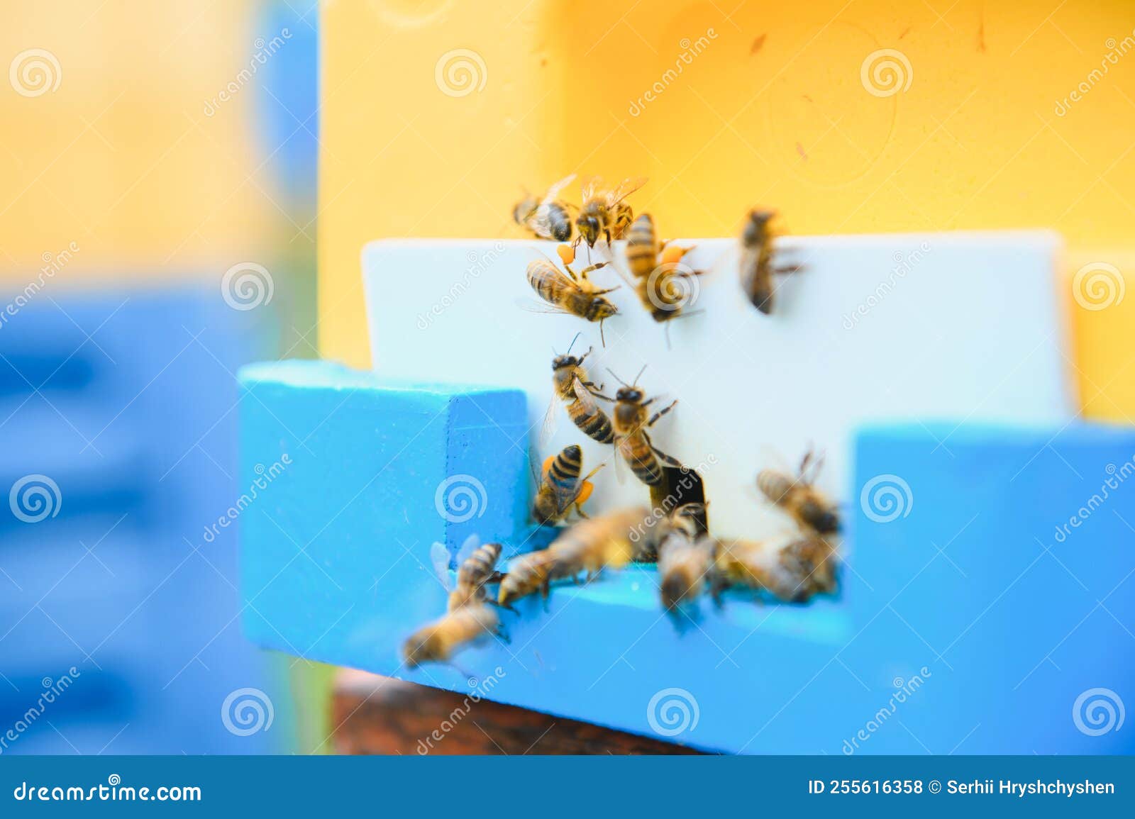 Apicultor No Trabalho Abelhas Em Voo. Foto de Stock - Imagem de broto ...