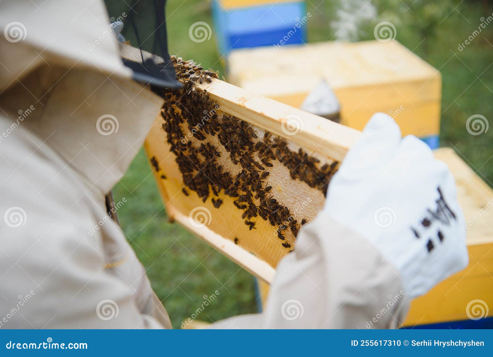 Apicultor No Trabalho Abelhas Em Voo. Foto de Stock - Imagem de colônia ...