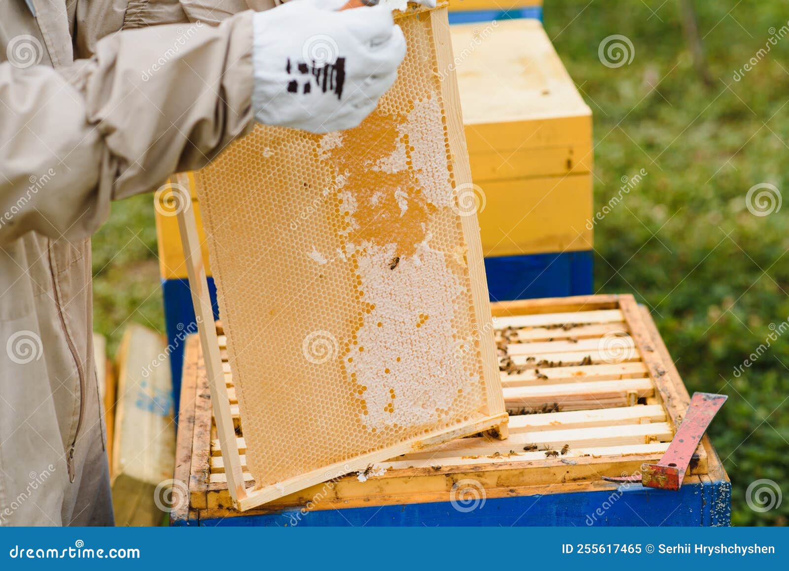 Apicultor No Trabalho Abelhas Em Voo. Imagem de Stock - Imagem de grama ...
