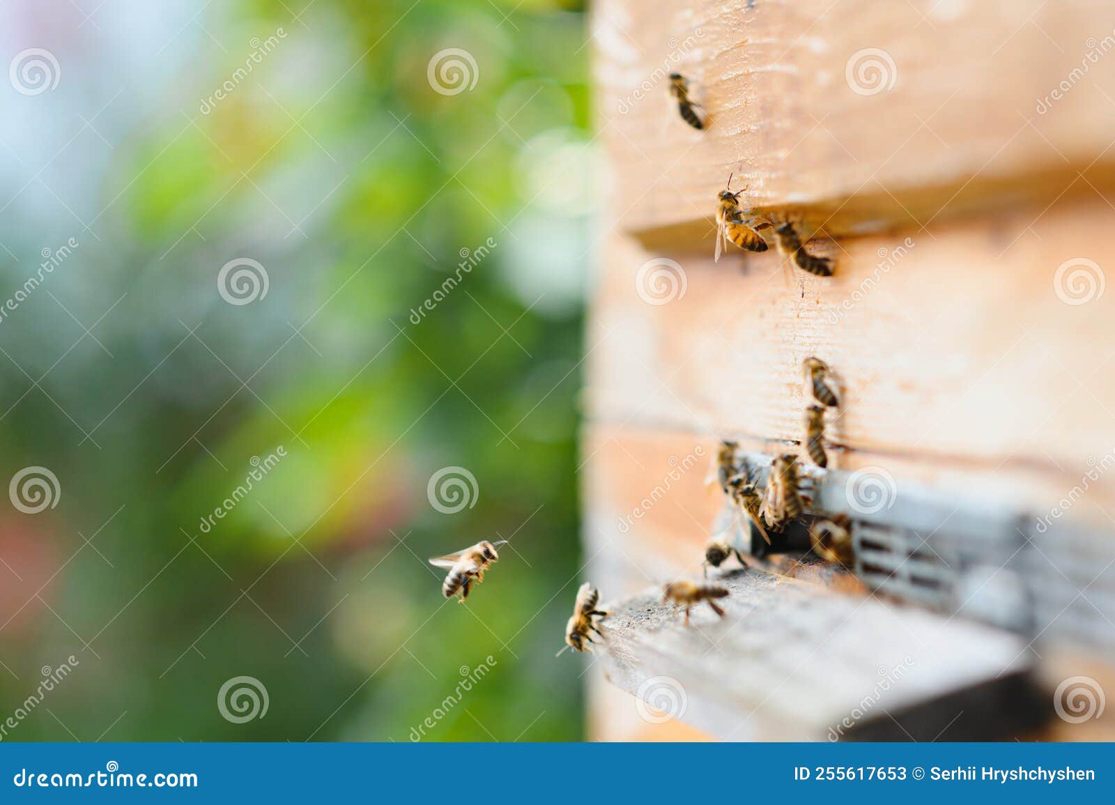 Apicultor No Trabalho Abelhas Em Voo. Imagem de Stock - Imagem de ...