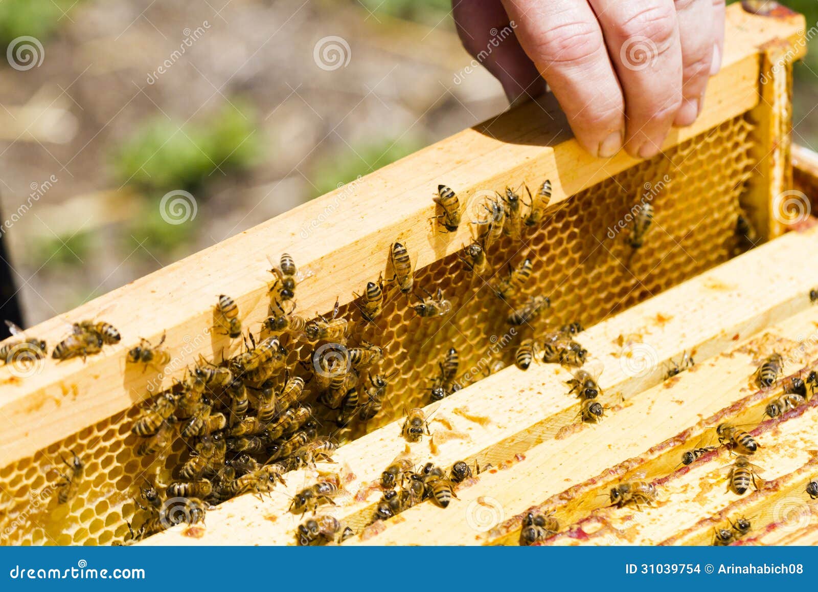 Apicultura foto de archivo. Imagen de arte, casero, insecto - 31039754