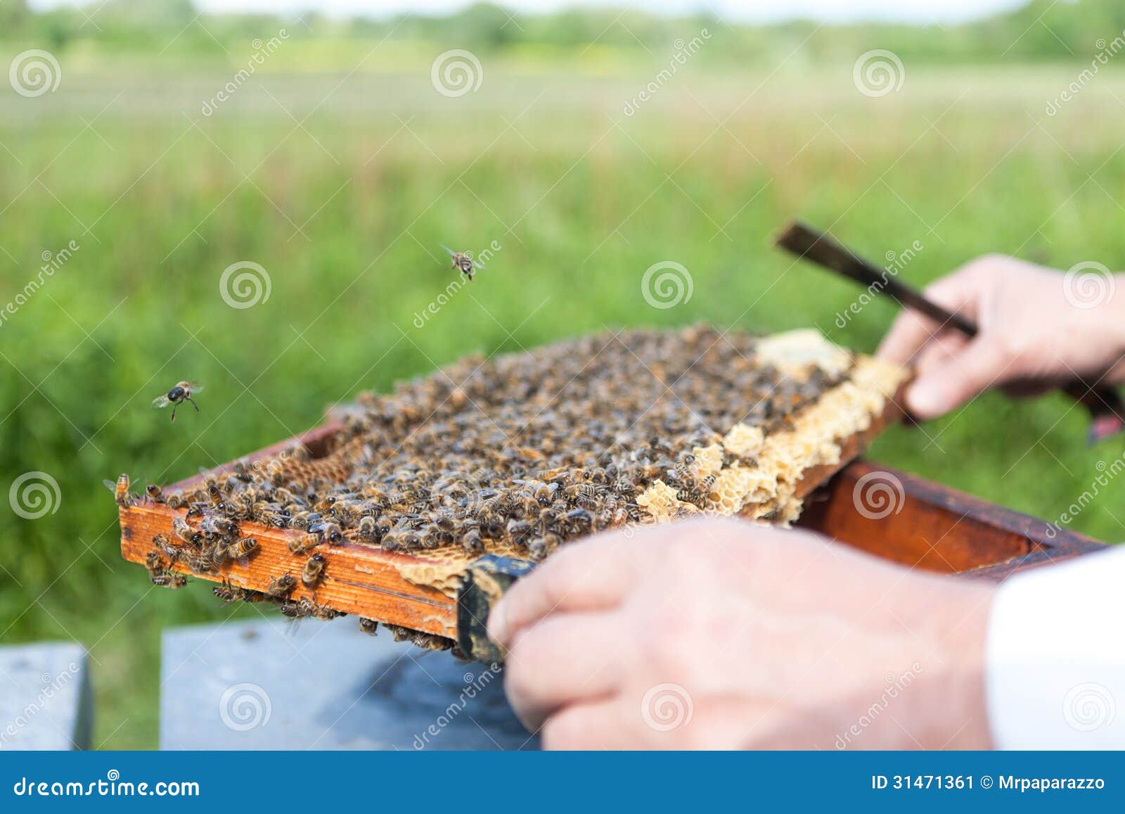 Apiculture image stock. Image du europe, été, artistique - 31471361
