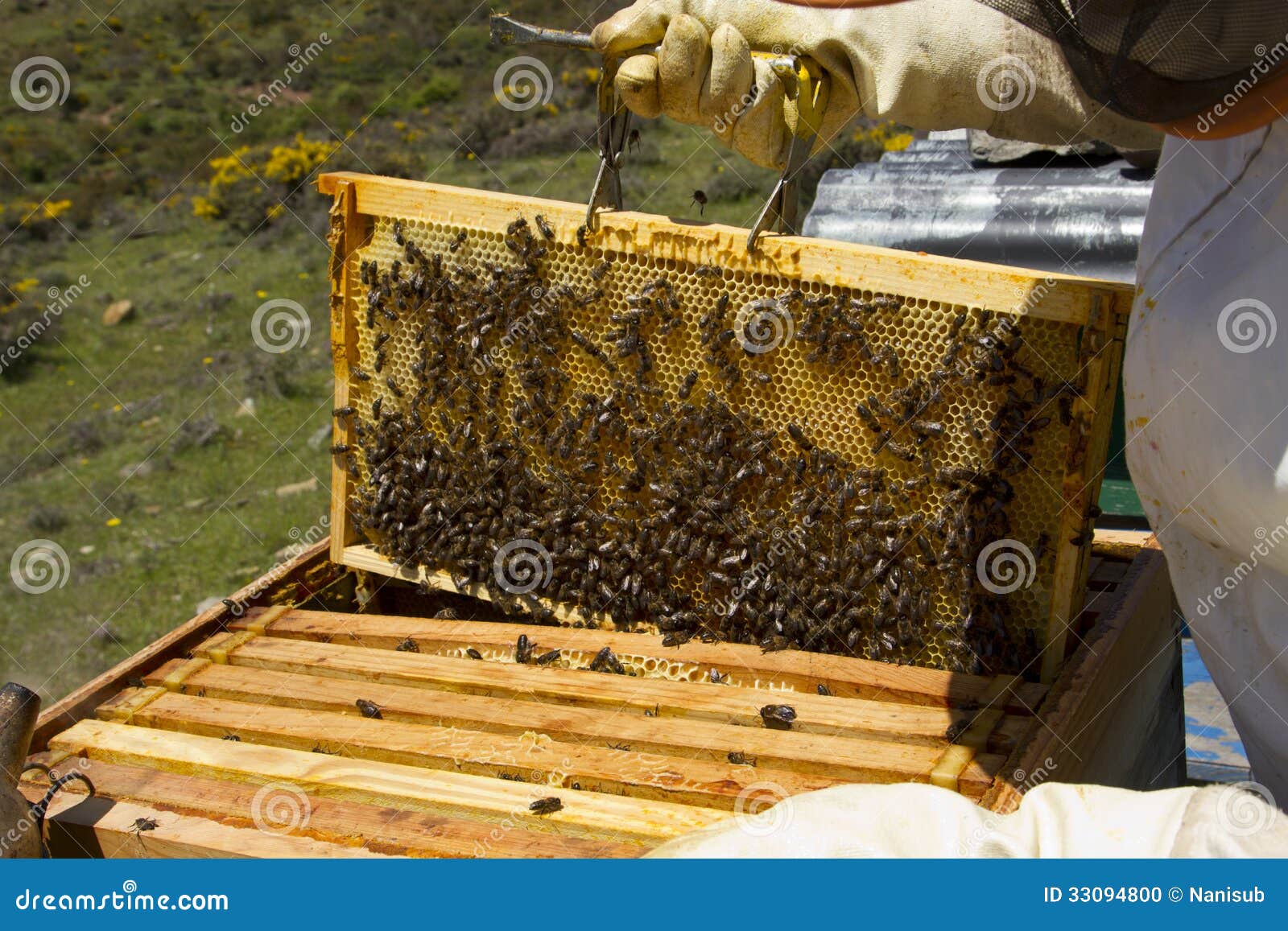 Apiculture photo stock. Image du peigner, honeycomb, mielleux - 33094800