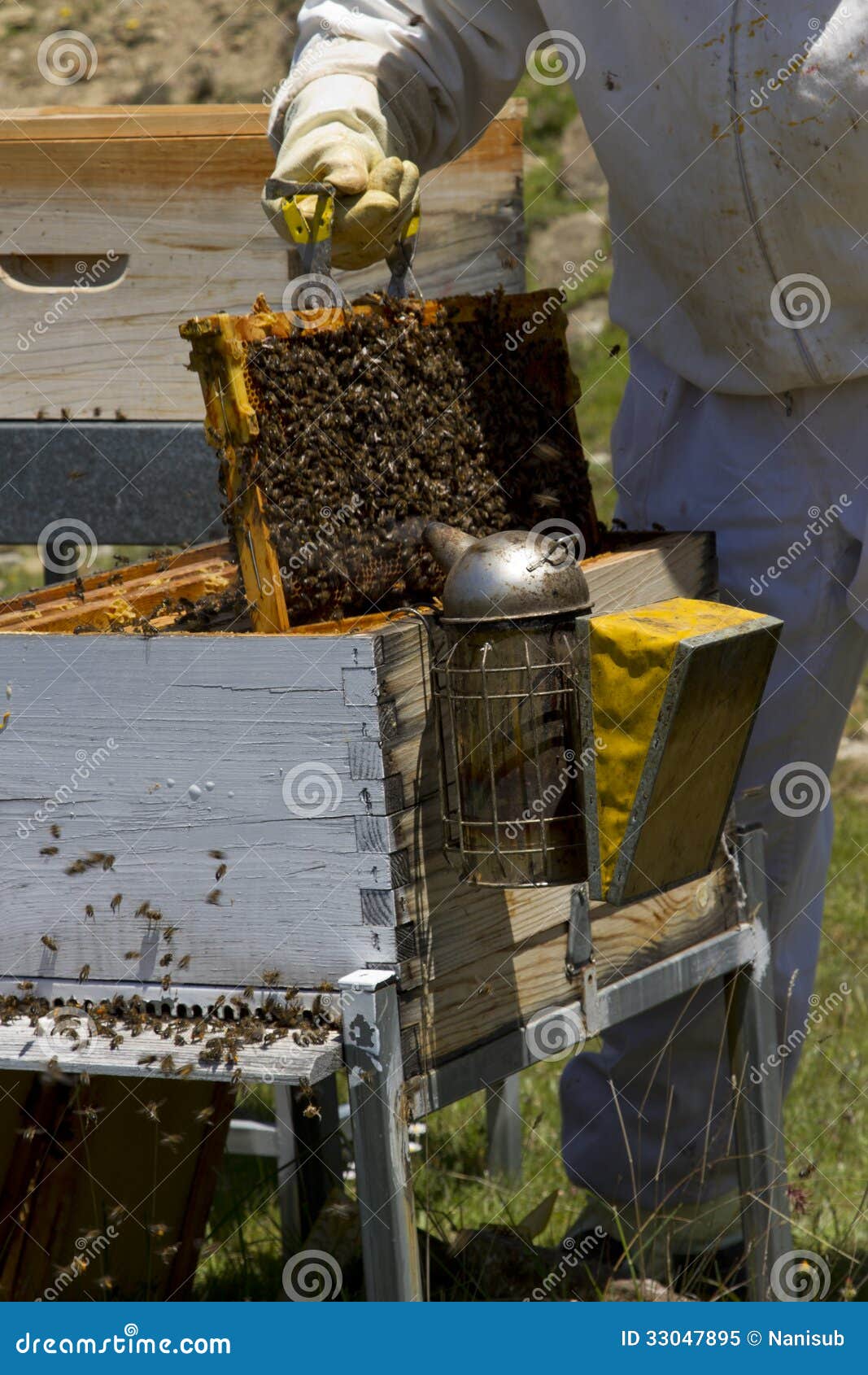 Eco Apiculture And Honey Production Business. Beekeeper Fumigating Bees ...