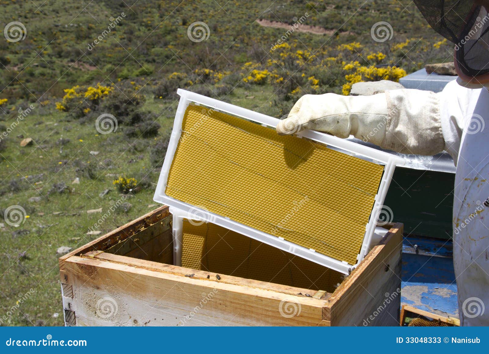 Apiculture stock image. Image of cell, hexagon, eating - 33048333
