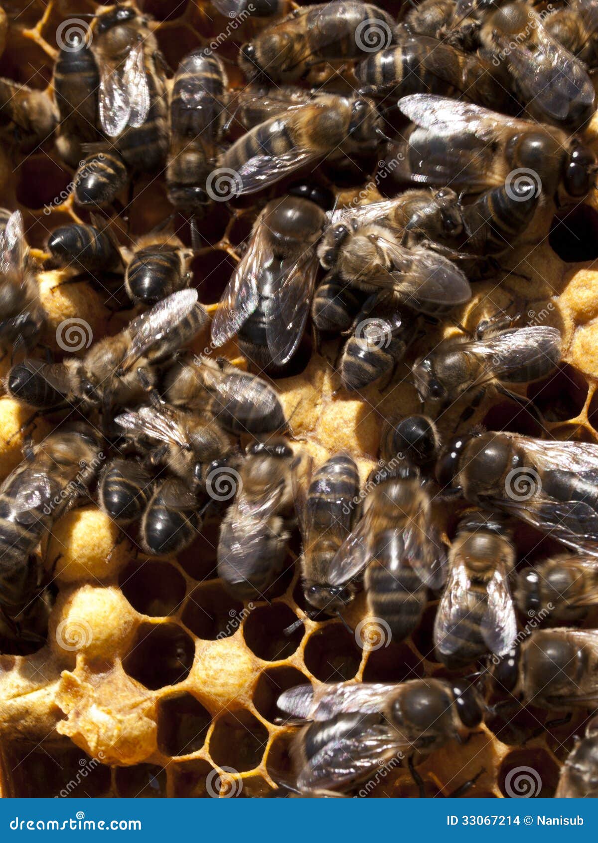 Apiculture stock photo. Image of eating, beekeeping, agility - 33067214