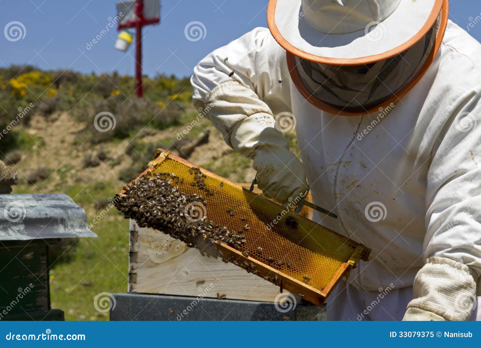 Apiculture stock image. Image of cell, beehive, ecology - 33079375