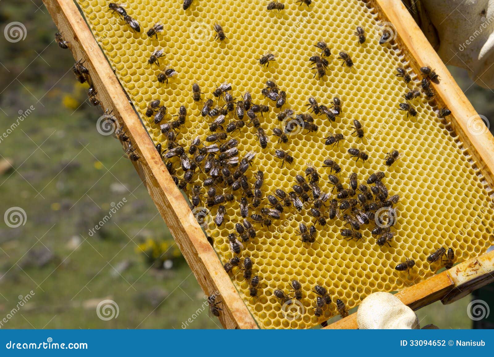 Apiculture stock photo. Image of healthy, hive, clothing - 33094652