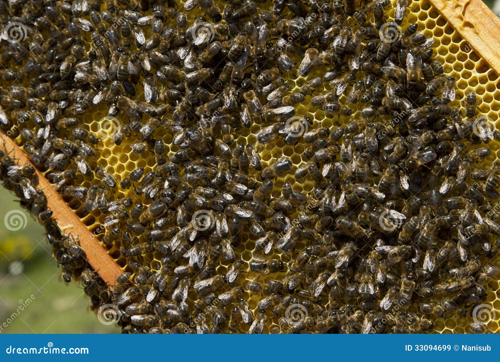 Apiculture stock image. Image of clothing, apiary, honeyed - 33094699